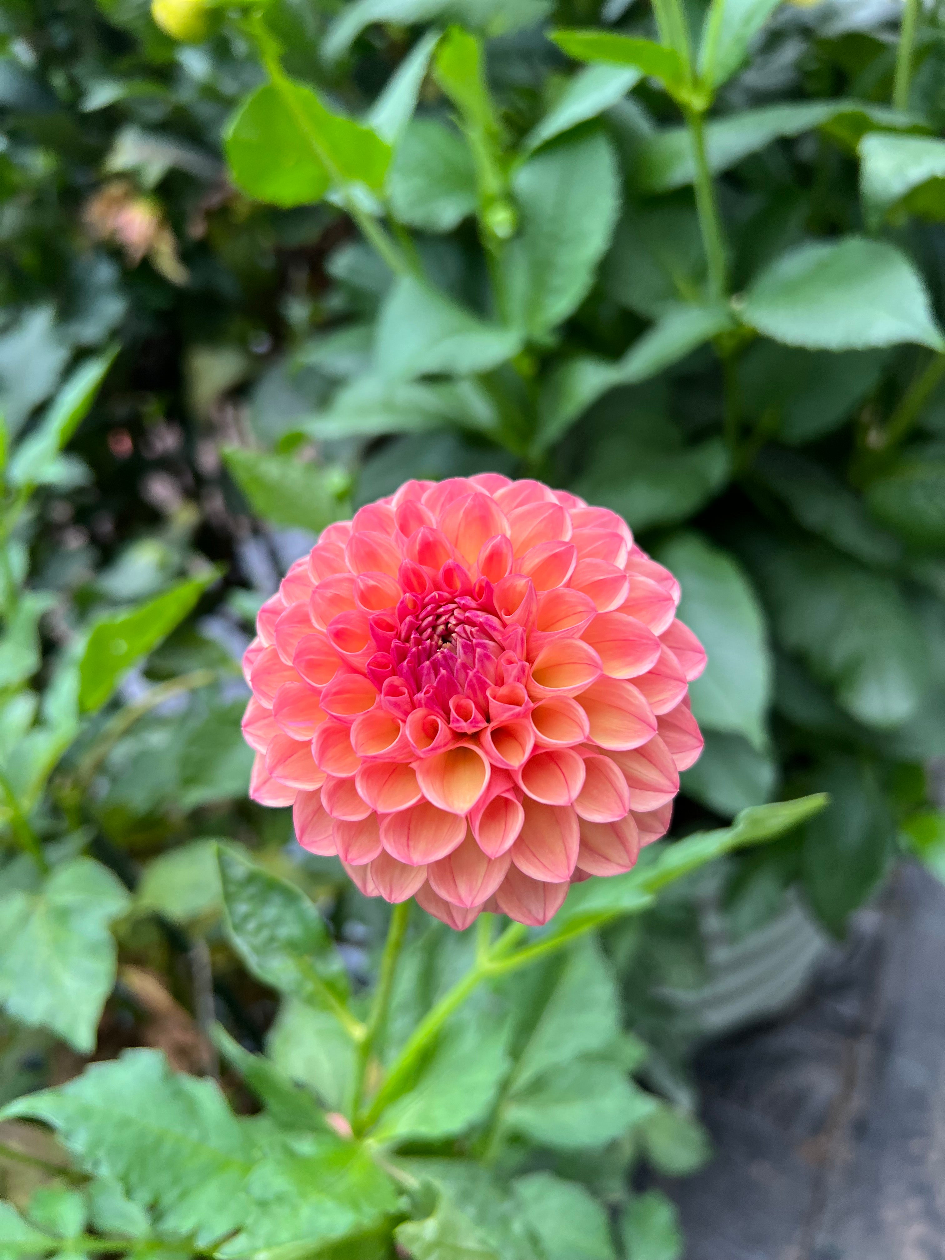 Robin Hood – Millie & Tay